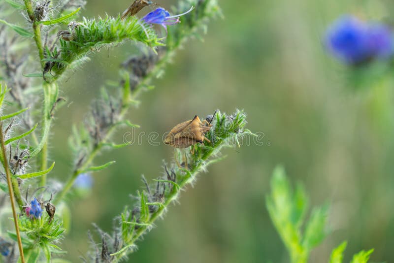 Bug and Insect on the Plant and Flower Stock Photo - Image of harmonies ...