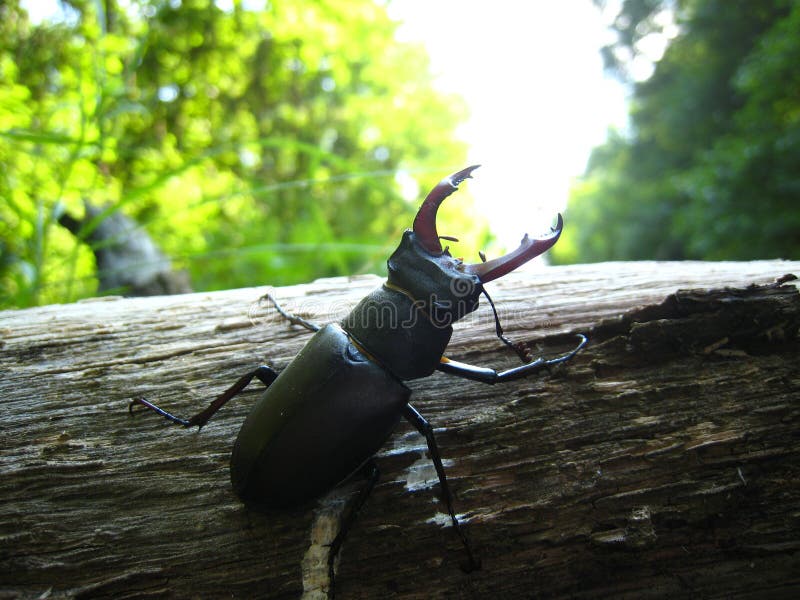 Bug stock photo. Image of njune, macro, beauty, yearnukraine - 53245194