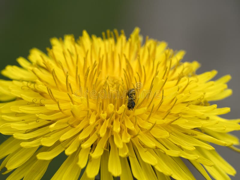Bug Inside Yellow Dandelion Flower Stock Image - Image of summer ...