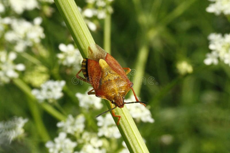 Bug stock photo. Image of white, bugs, brown, stems, insects - 50893162