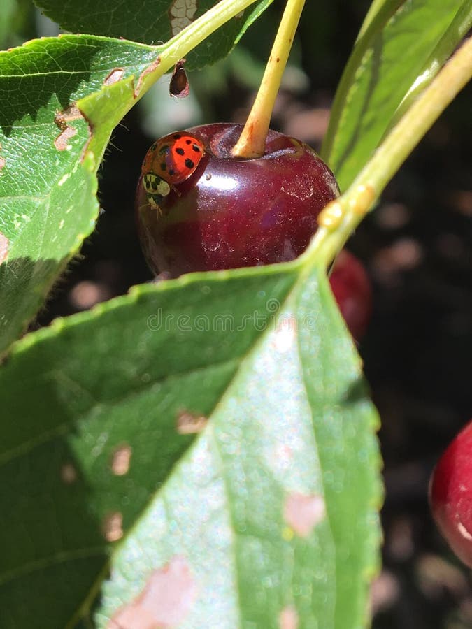 Bug lady stock image. Image of adventure, time, auround - 93055759