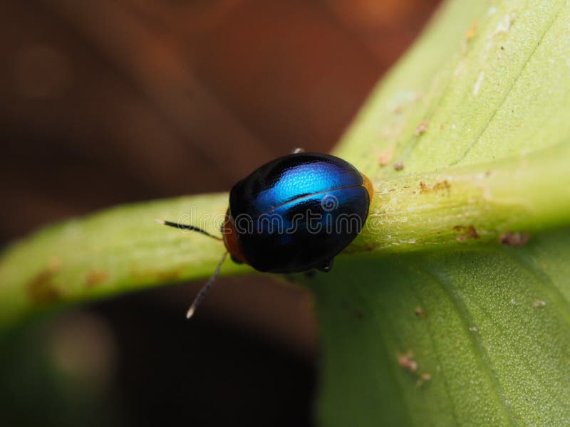 Metallic Blue Ladybug