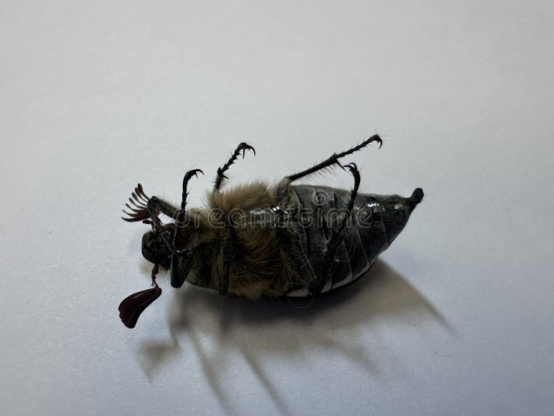 A Bug is Laying on a White Surface Stock Image - Image of insect, eyes ...