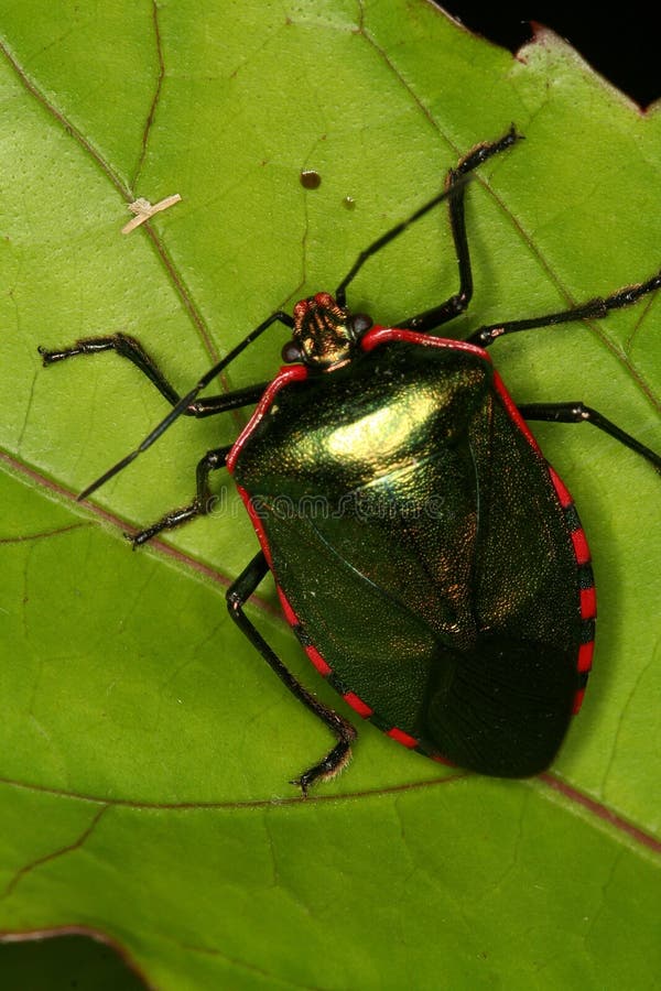 Bug on a leaf stock image. Image of pests, ranchogrande - 1110027