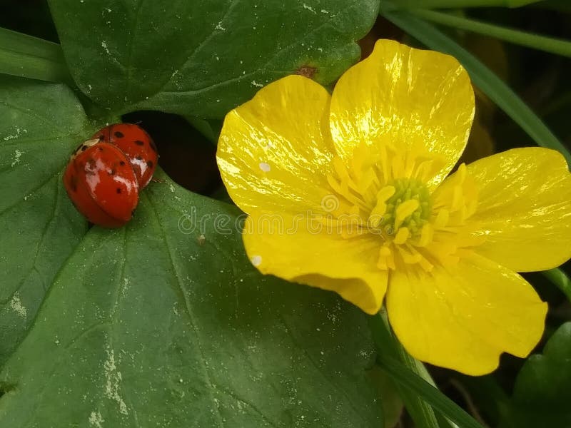 A Bug on a Leaf stock photo. Image of leaf, nature, ladybug - 176576450