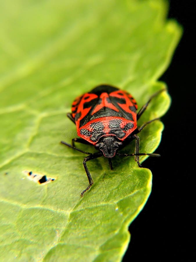 Bug On A Leaf Picture. Image: 4024549