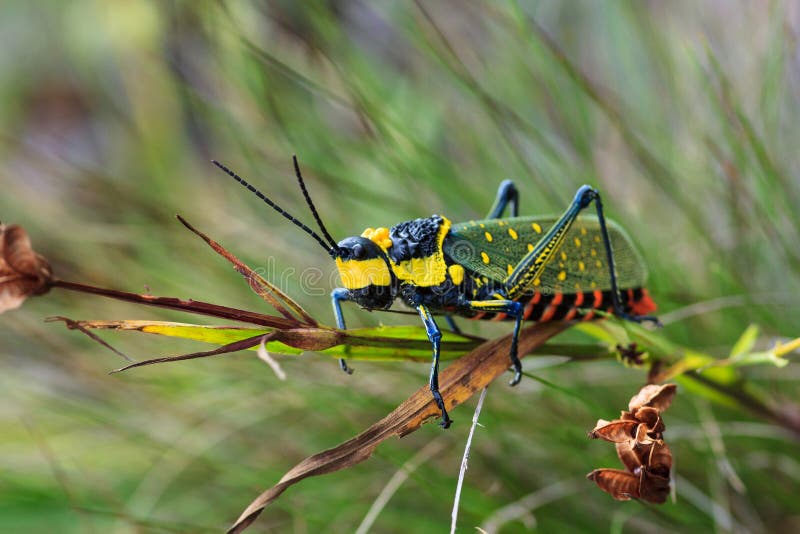 The bug leaf stock photo. Image of grass, natural, beauty - 33110930