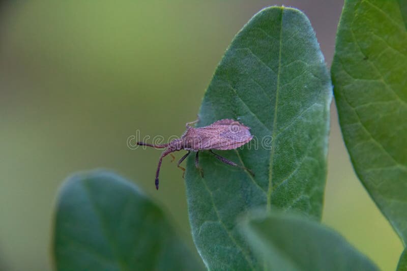 Bug on a leaf stock photo. Image of wildlife, green - 297117846