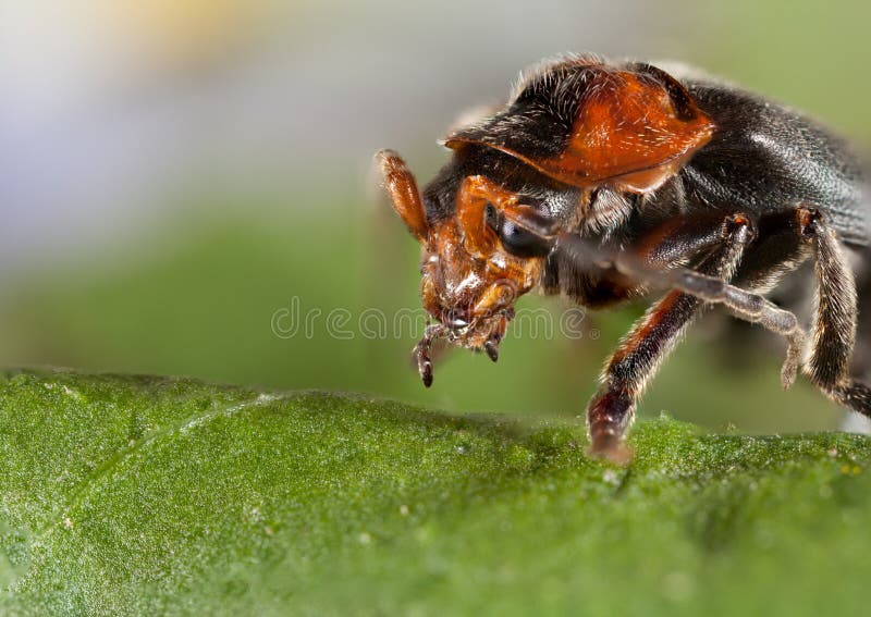 Bug on leaf. Close-up stock image. Image of animal, leaf - 34467043