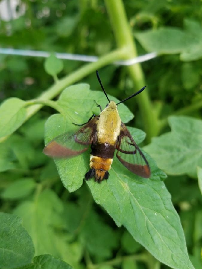 Hummingbird bee 2 stock image. Image of hummingbird - 132930499