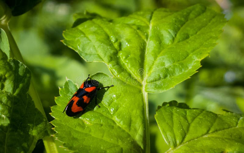 Bug on the Leaf and Grass. Slovakia Stock Image - Image of beetle ...