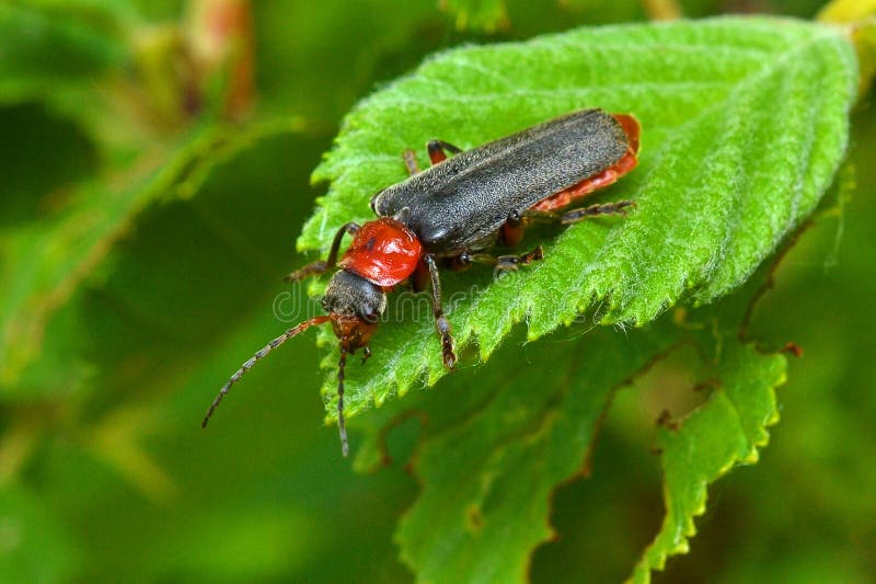 Bug on a leaf stock image. Image of insect, face, meadow - 43323907
