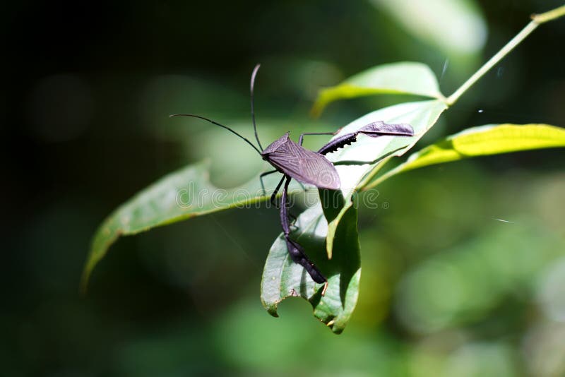 Bug on a Leaf in the Jungle Forest Stock Image - Image of arthropods ...