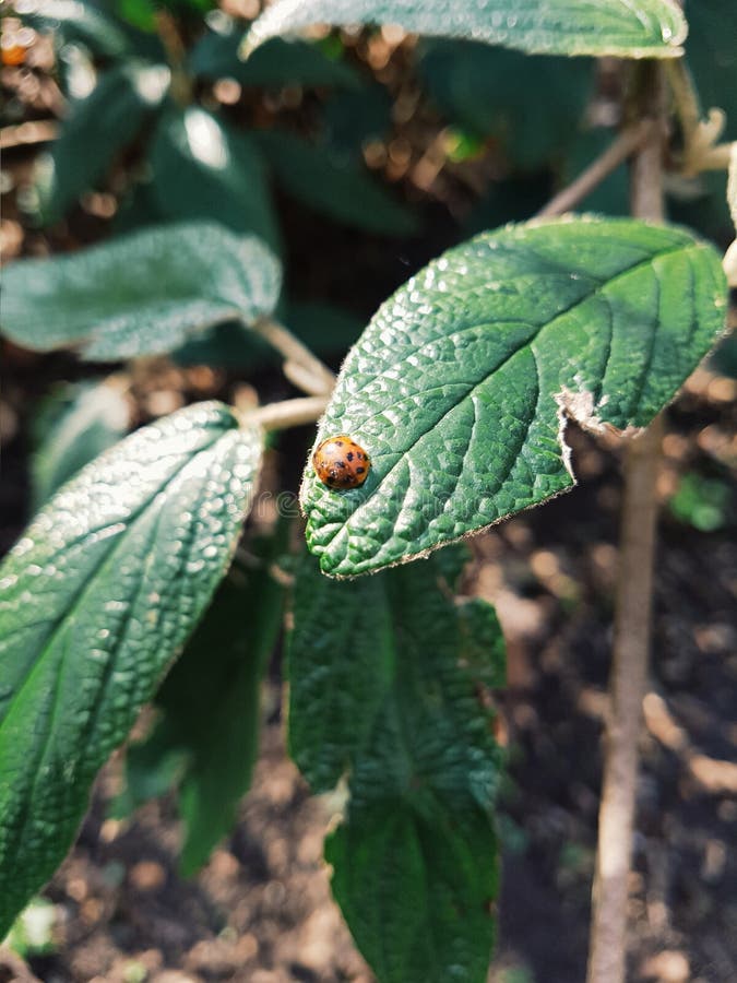 Bug on a leaf stock image. Image of cute, white, tiny - 143816037