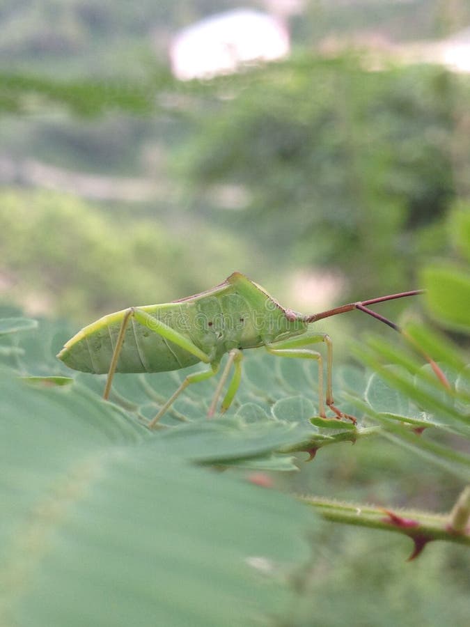Bug on leaf stock image. Image of nature, leaf, instant - 80118335