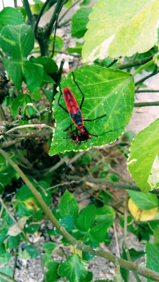Bug on a Leaf, Outdoor Photo Shoot Stock Image - Image of shoot ...