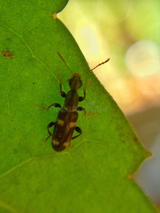 A bug on a leaf stock image. Image of plant, leaf, green - 147563937