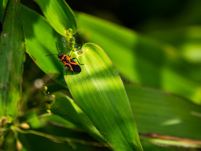 Bug on a Leaf stock image. Image of leaves, green, small - 102597489