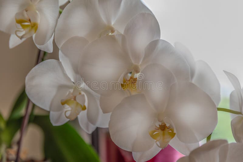 The bug on the leaf stock image. Image of smrdljivi - 232646121