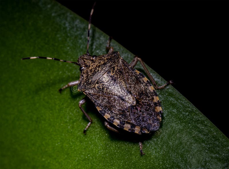 The bug on the leaf stock photo. Image of weevil, wildlife - 232646116
