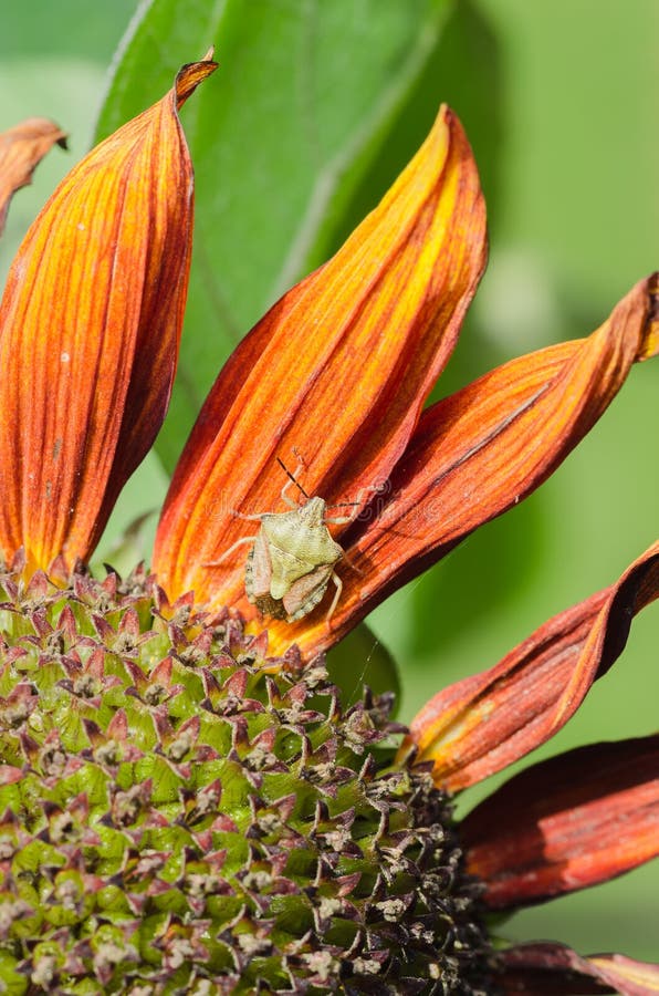 Bug on the Leaves of a Flower Stock Image - Image of beautiful, nature ...