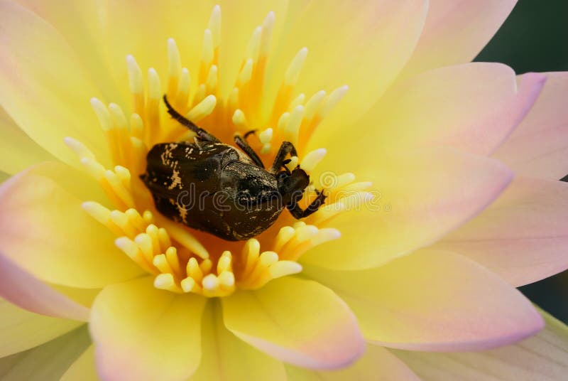 1,632 Lotus Bug Stock Photos - Free & Royalty-Free Stock Photos from ...