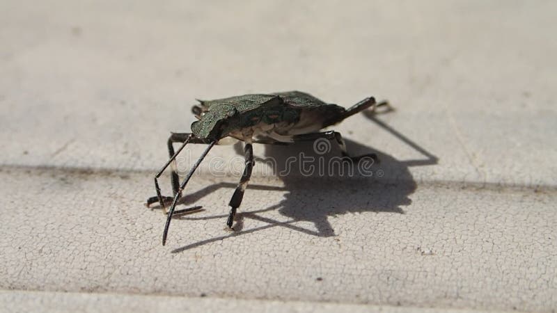 Bug Lifting Its Body Slowly Stock Video - Video of alone, wild: 102408855