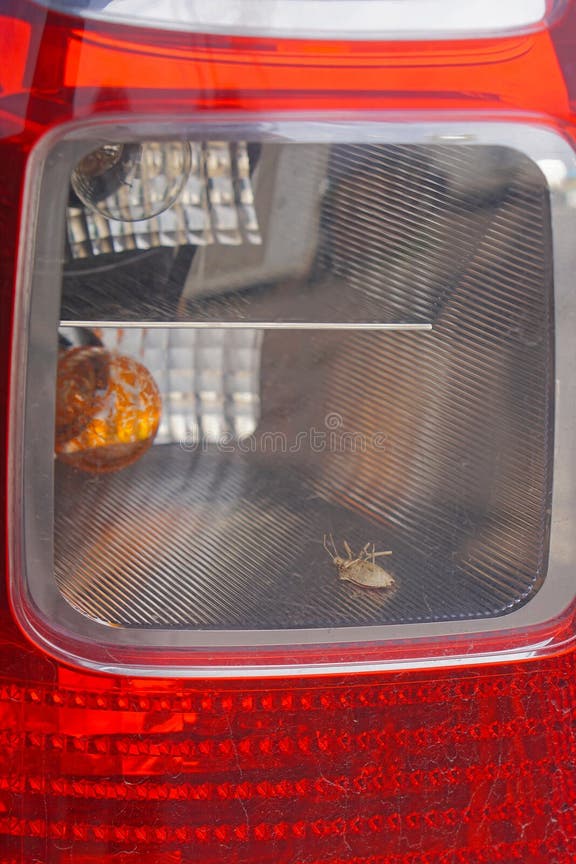 Bug in lights stock photo. Image of light, glass, dead - 197404942