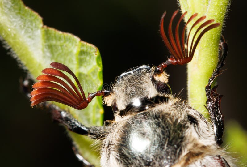A Bug with Long Antennae and Red Hair on Its Head Stock Photo - Image ...