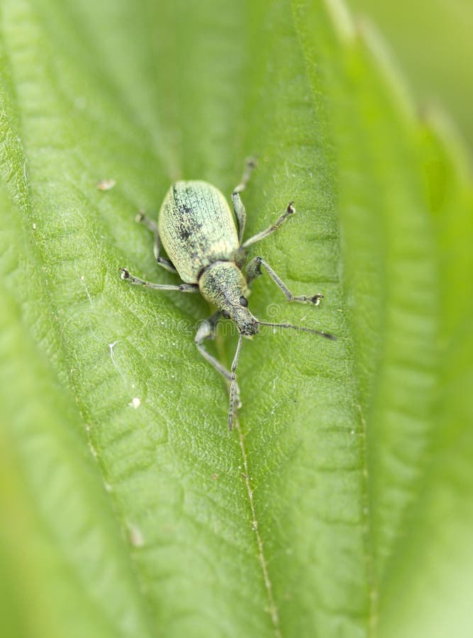 802 Weevils Photos - Free & Royalty-Free Stock Photos from Dreamstime