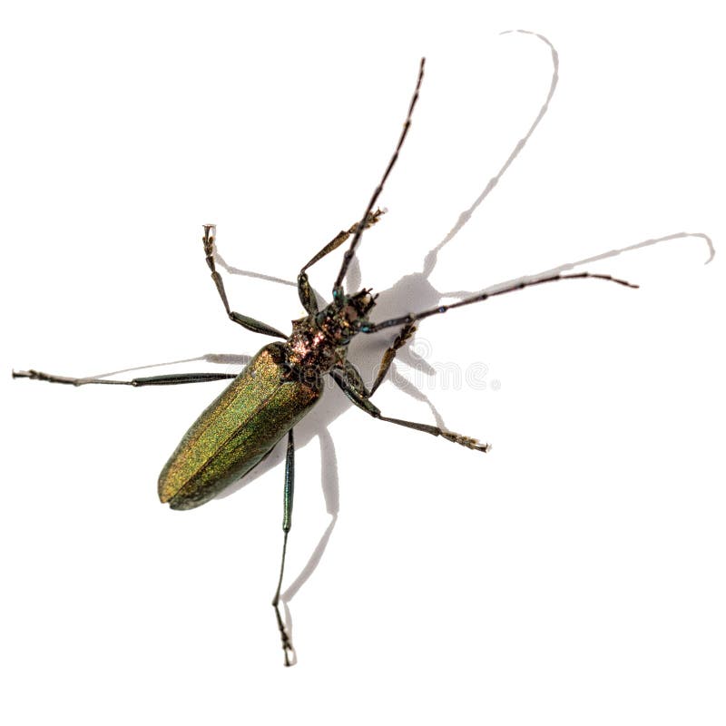 185 Beatles Insects Stock Photos - Free & Royalty-Free Stock Photos ...