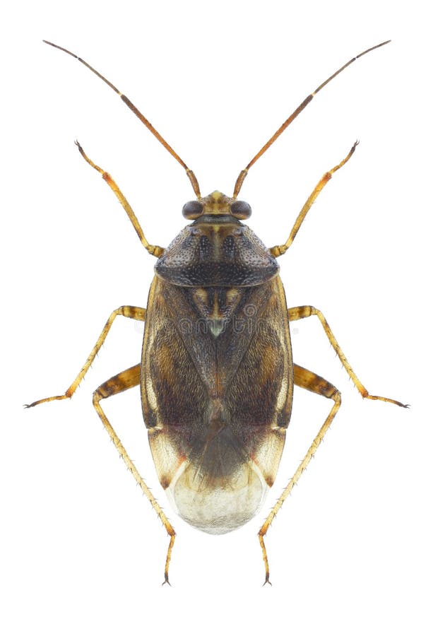 Lygus Wagneri Stock Photos - Free & Royalty-Free Stock Photos from ...