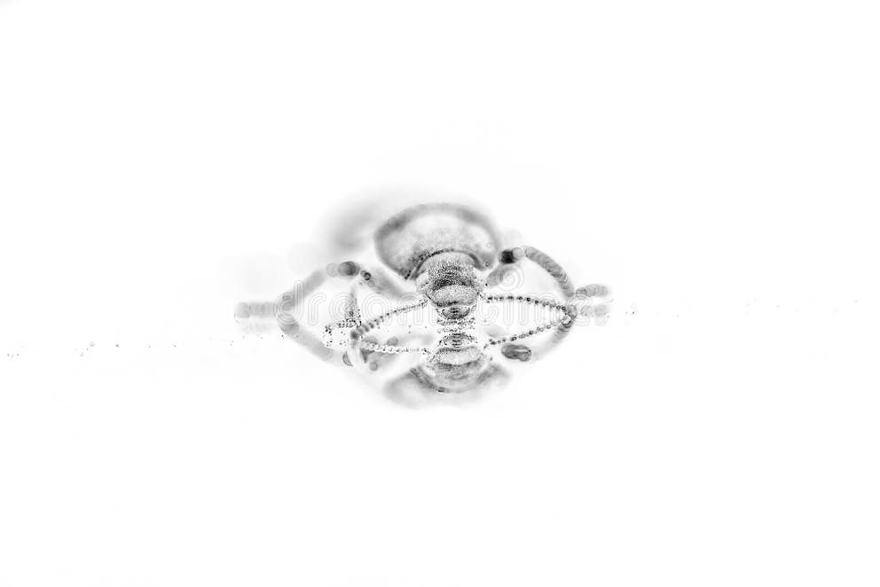 Bug Macro Negative stock image. Image of beetle, close - 186110449