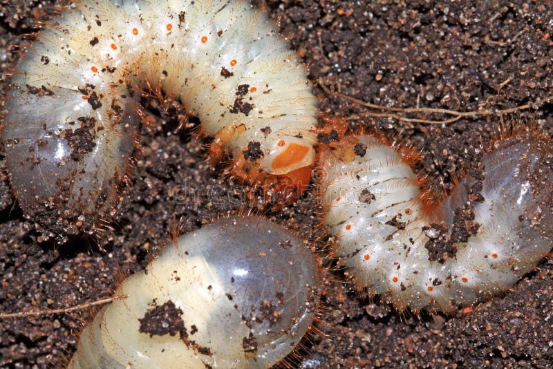 Bug maggot stock image. Image of insect, close, closeup - 24809633