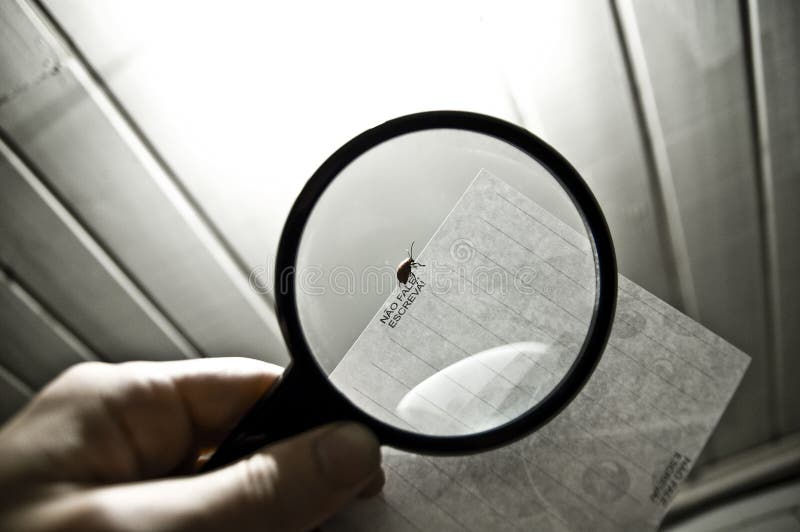 Bug under magnifying glass stock image. Image of diptera - 3539781
