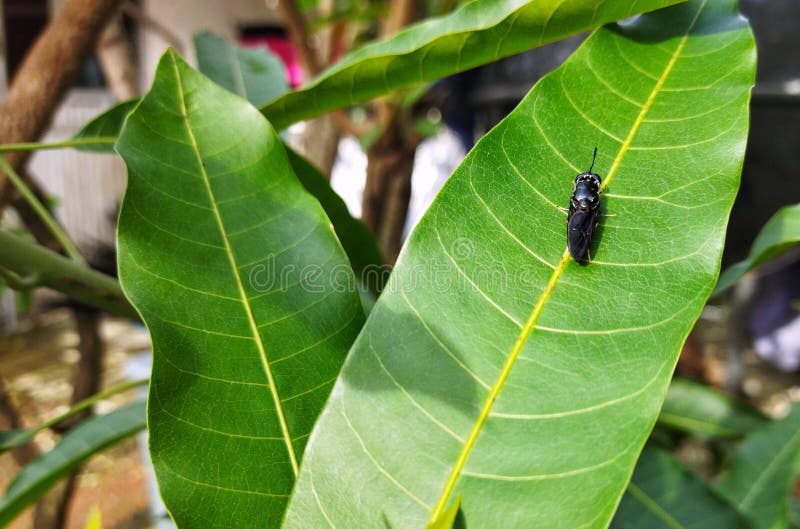 A Bug on a Mango Leaf on an Outdoor Garden Stock Image - Image of small ...
