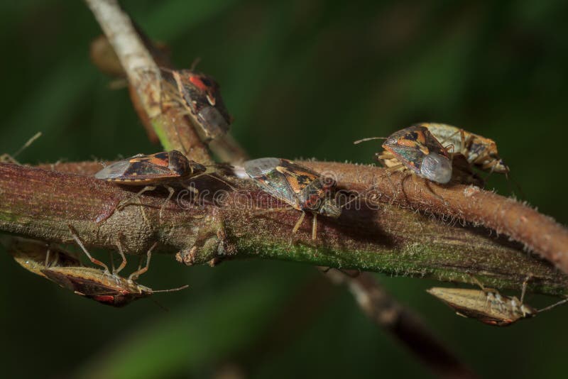 Bug stock image. Image of close, brown, invertebrate - 79784525