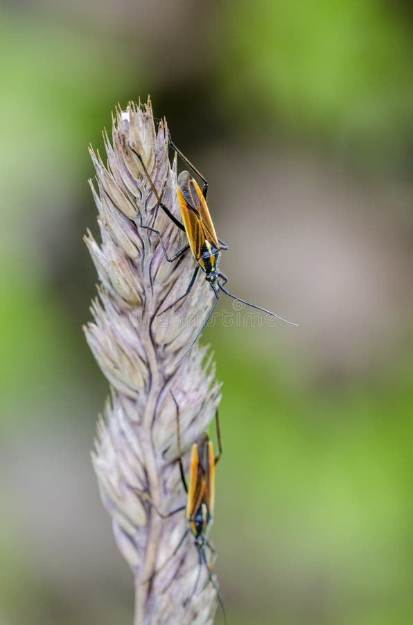 Bug stock image. Image of field, outdoor, nature, plant - 98663185