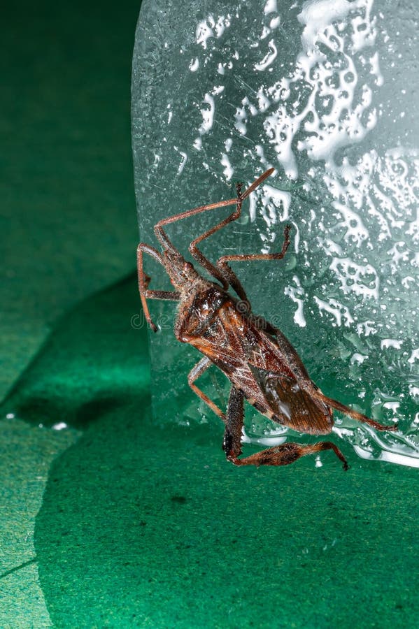 Bug on Melting Ice Cube with Frozen Flower and Green Background in ...