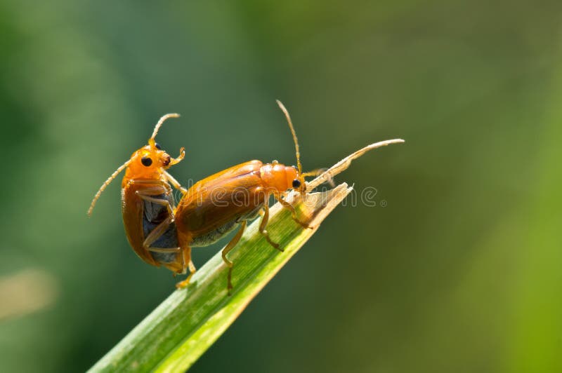 Bug mix together stock image. Image of species, insect - 24651703