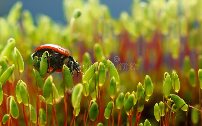 Macro of the Underside or Abaxial Face and Beam of Mulberry Leaves ...