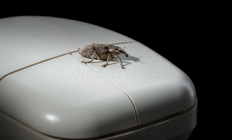 Bug on mouse stock image. Image of pest, symbol, infected - 64773919