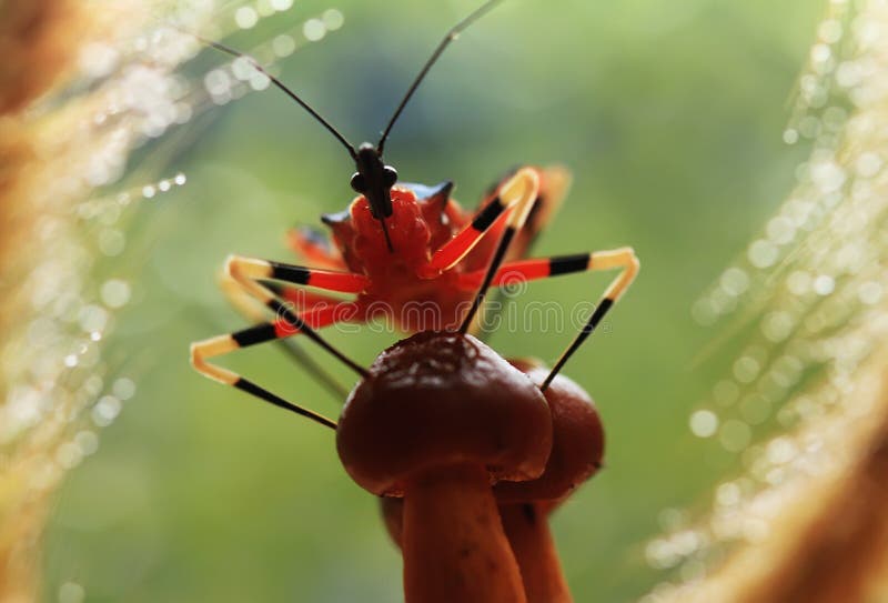 Bug on Mushrooms stock photo. Image of branch, eaters - 191122990