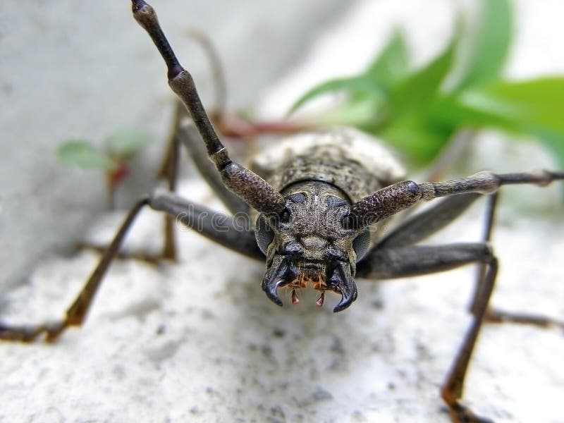 Bug-mustache stock photo. Image of wood, fauna, background - 50638728