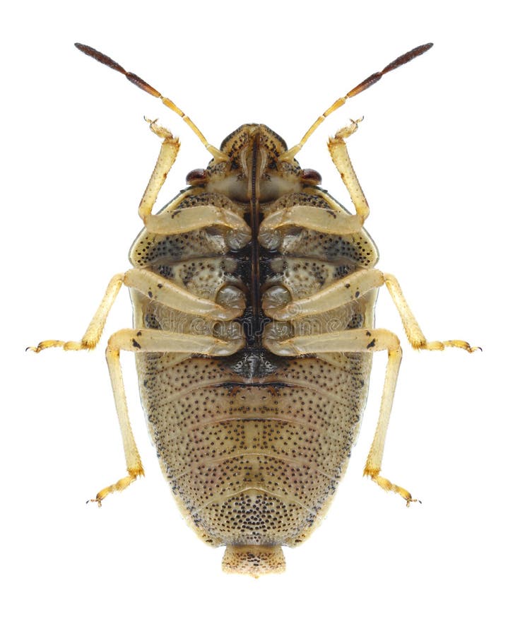 Neottiglossa Leporina Stock Photos - Free & Royalty-Free Stock Photos ...