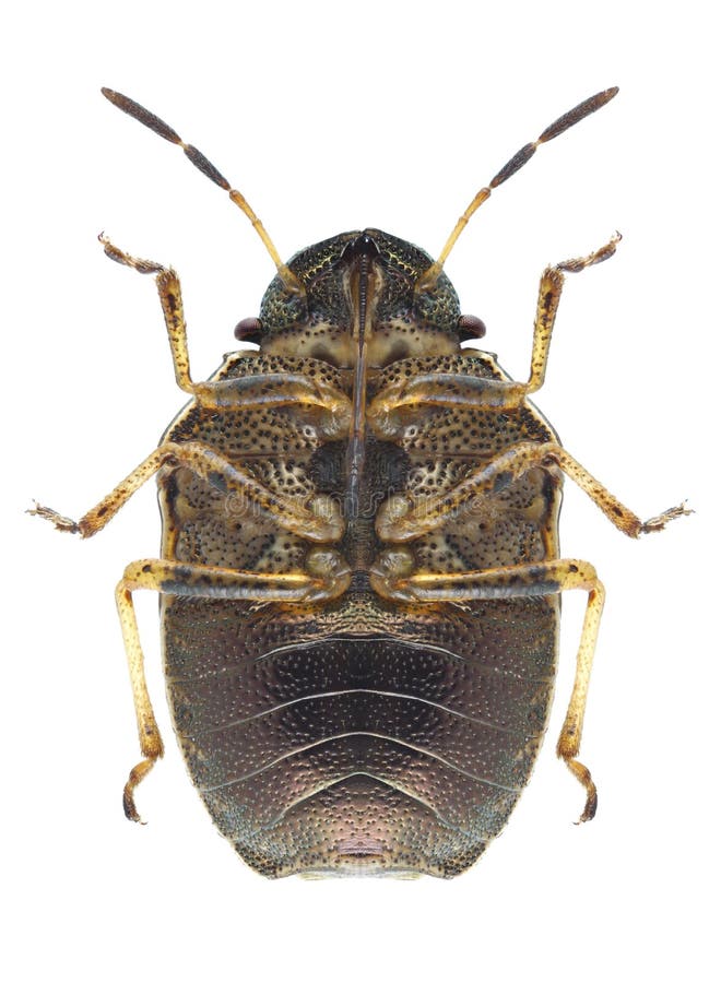 Bug Neottiglossa Pusilla Stock Photos - Free & Royalty-Free Stock ...