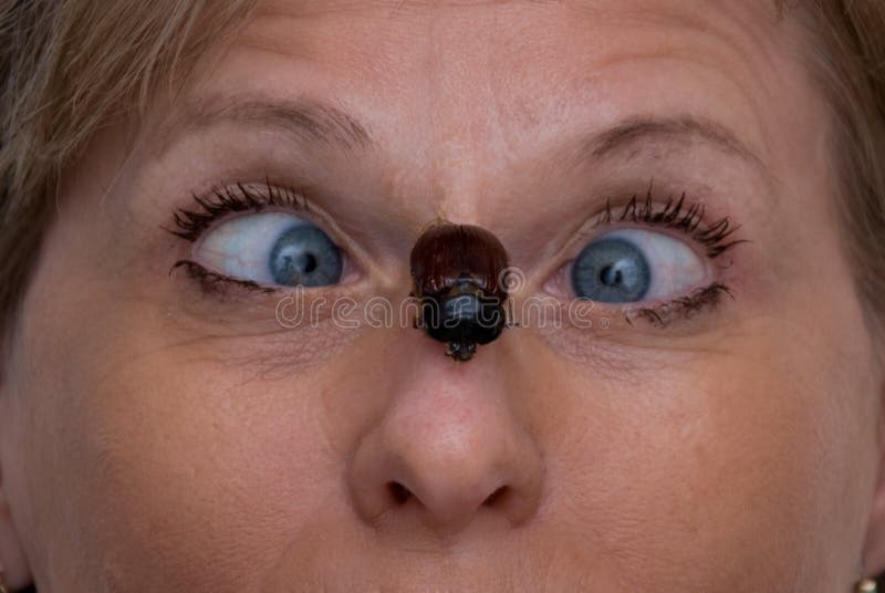 Bug on Nose stock photo. Image of anger, invade, annoy - 7026466