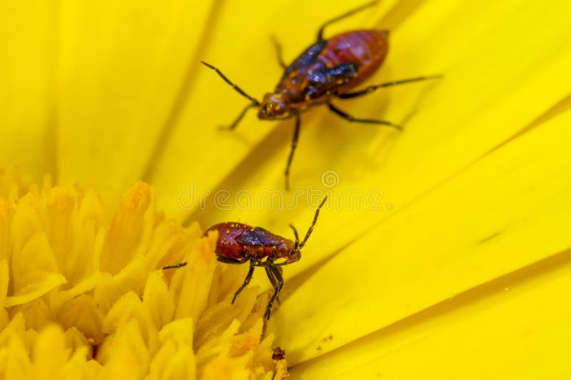 Bug Nymphs at High Magnification Stock Image - Image of biology ...