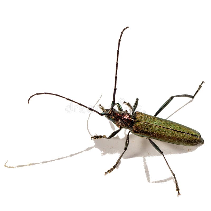 Bug stock image. Image of mustache, fauna, beatles, black - 97458531