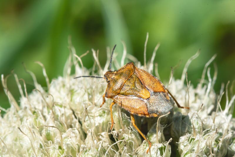 Bug. stock image. Image of onion, insect, closeup, wild - 152889175